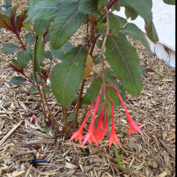 Fuchsia Flower | Project Noah