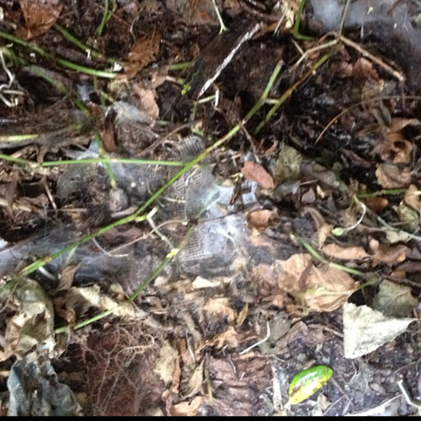 Large brown vagrant spider | Project Noah