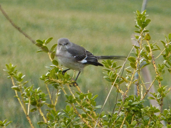 Northern mockingbird | Project Noah