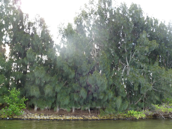 Australian Pine | Project Noah