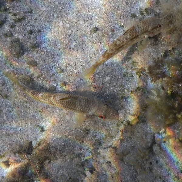 Surmullet | Project Noah