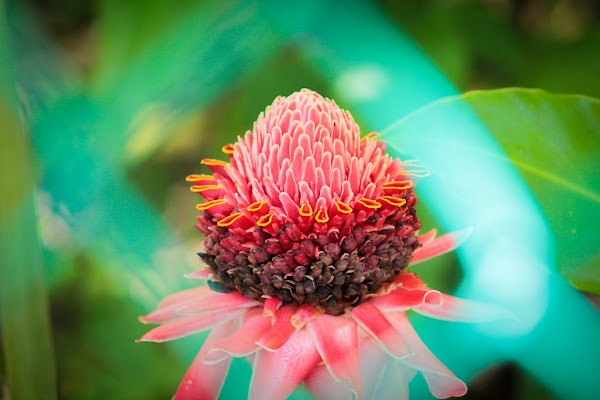 Torch Ginger | Project Noah