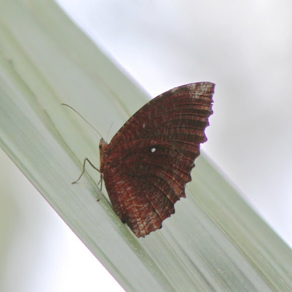 Common Palmfly | Project Noah
