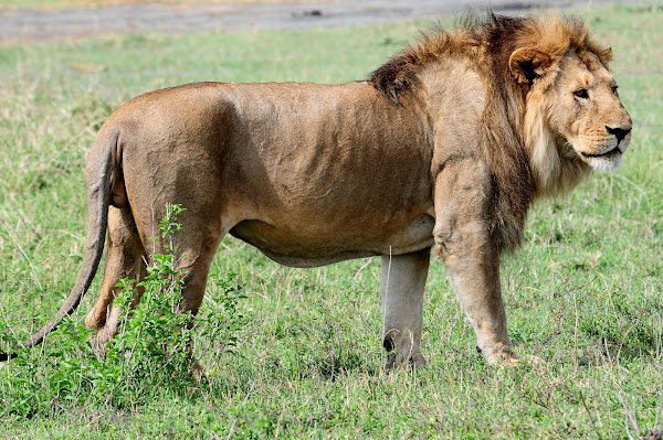 Lion; Swahili - Simba | Project Noah