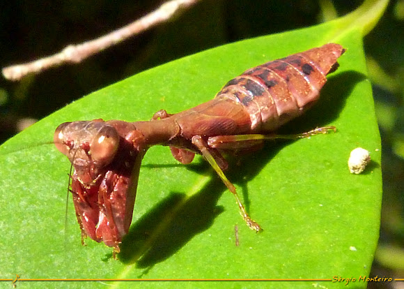 Louva-a-deus formiga (Ant mimicking mantis) | Project Noah