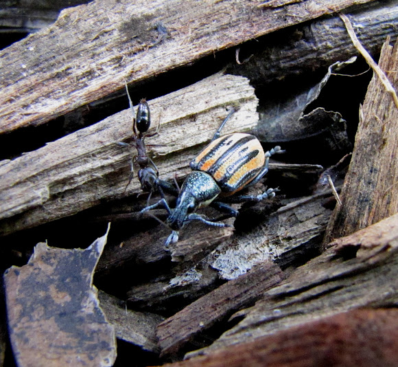 Root Weevil | Project Noah