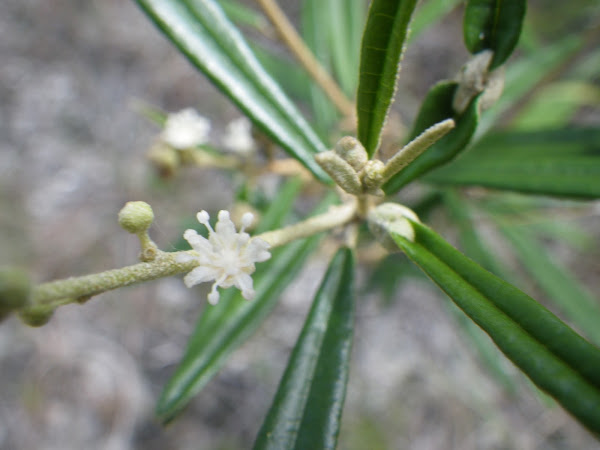 Pineland Croton | Project Noah