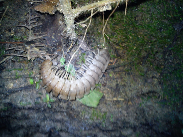 Flat-backed Millipede | Project Noah