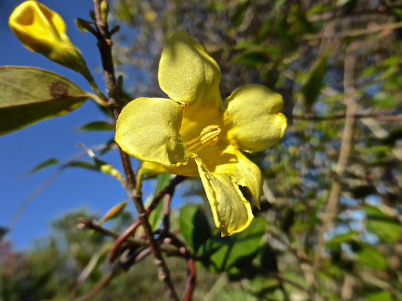 Yellow Jessamine | Project Noah