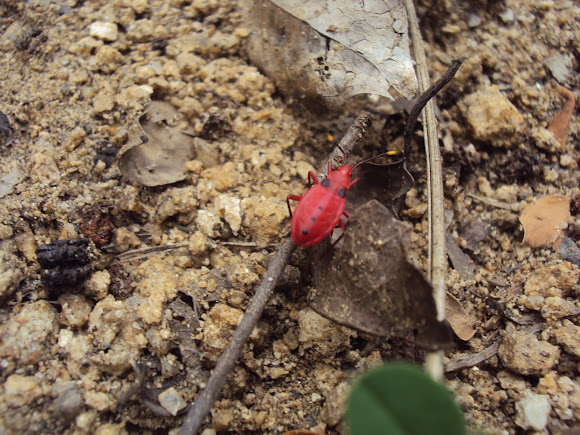 Red silk cotton bug(nymph) | Project Noah