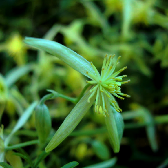 Small-leaved Clematis | Project Noah