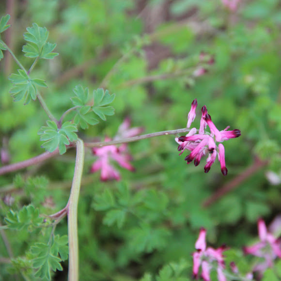 Wall Fumitory | Project Noah