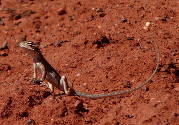 Central Military Dragon | Project Noah