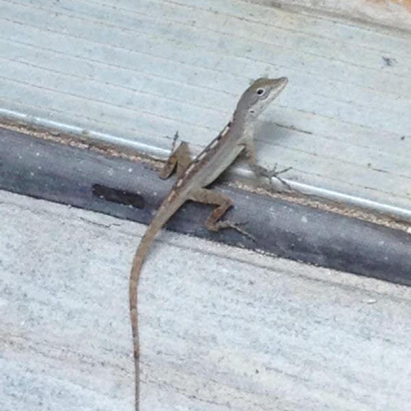 Southern Bahamas Anole | Project Noah