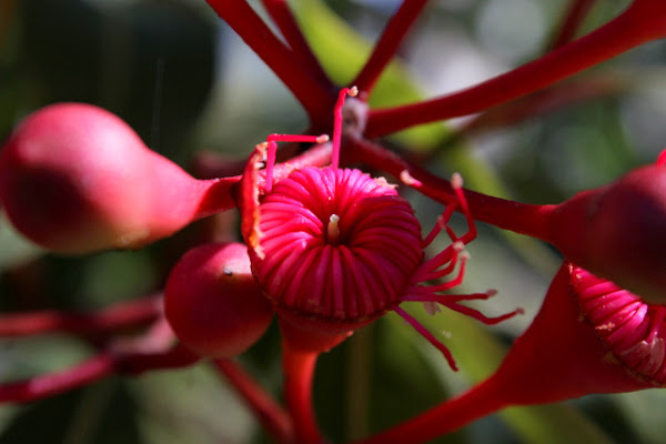 Summer Red Eucalyptus | Project Noah