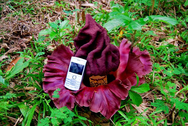 Elephant foot Yam | Project Noah