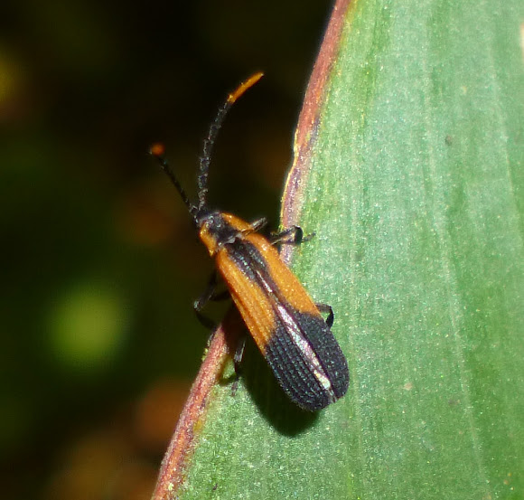 Banded net-winged beetle | Project Noah