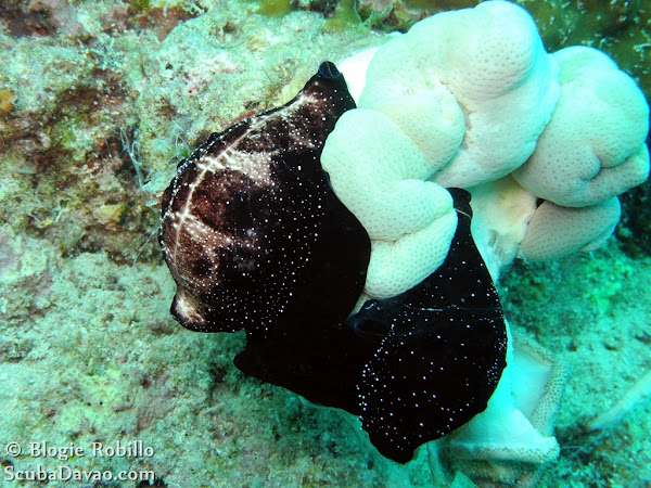 Common Egg Cowry | Project Noah