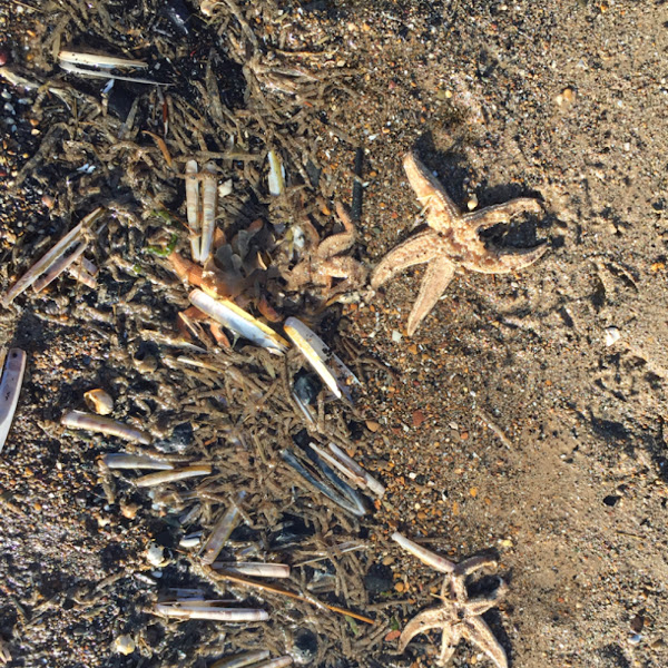 Starfish | Project Noah