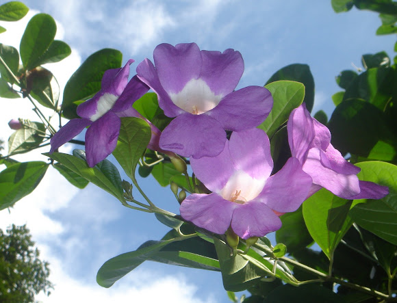 Glow vine | Project Noah