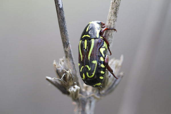 Fiddler Beetle | Project Noah