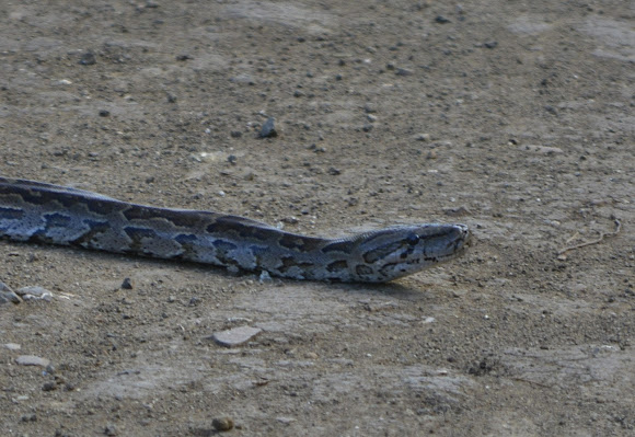 African Rock Python | Project Noah