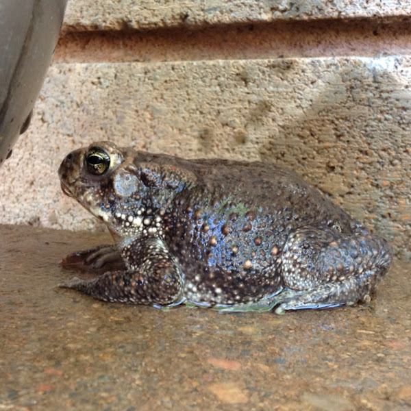 Woodhouses toad | Project Noah