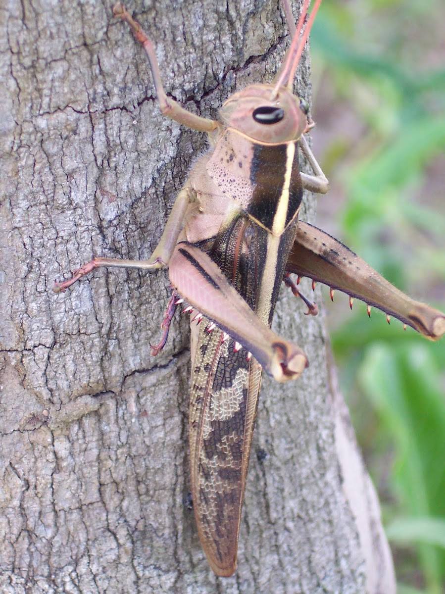 grasshopper | Project Noah