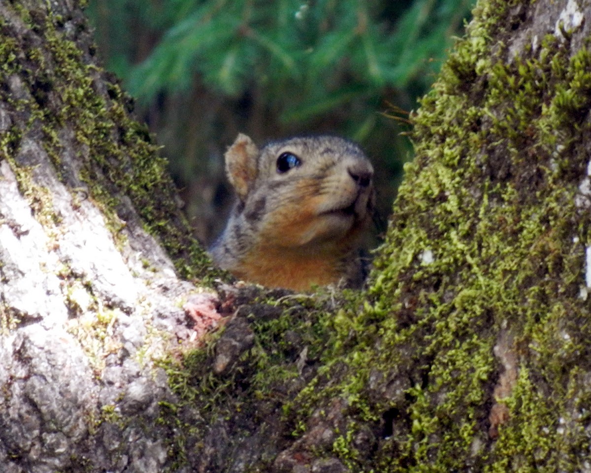 Eastern Fox Squirrel | Project Noah