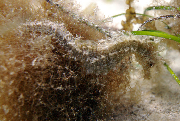 Spiny Seahorse | Project Noah