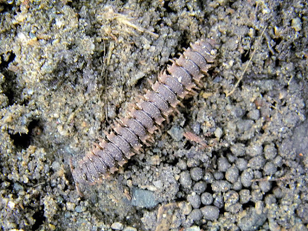 tractor millipede | Project Noah