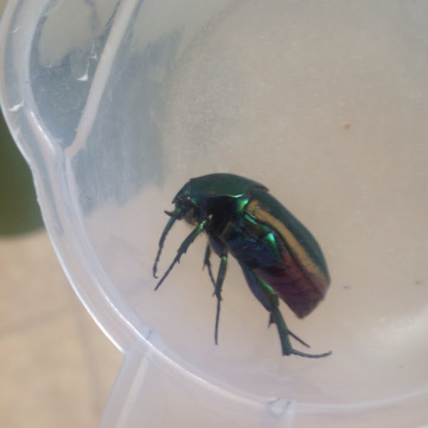 Figeater beetle | Project Noah