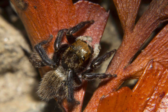 House Hopper (Jumping Spider) | Project Noah