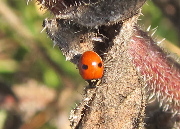 Two-Spotted Ladybug | Project Noah