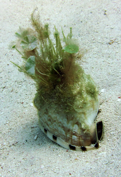 White Mermaid's Wine Glass algae | Project Noah