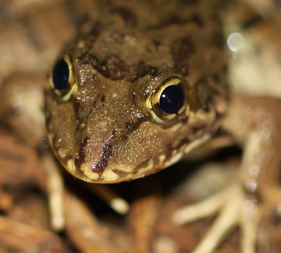 Cape River Frog | Project Noah