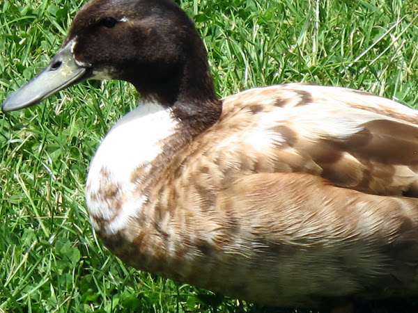 White bibbed Duck | Project Noah