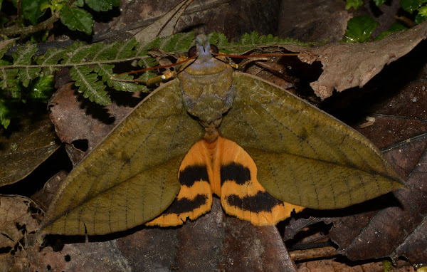 Fruit Piercing Moth | Project Noah