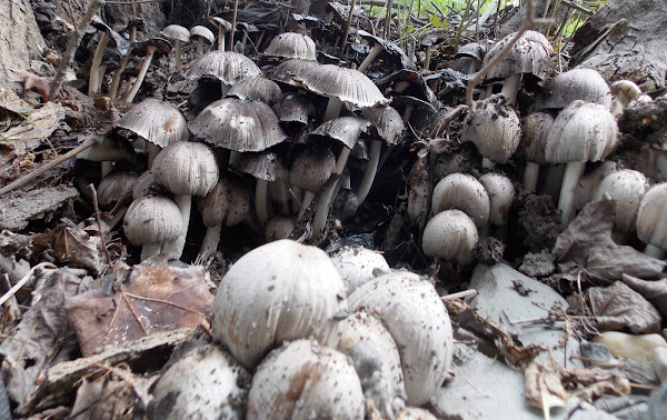 Inky Cap | Project Noah