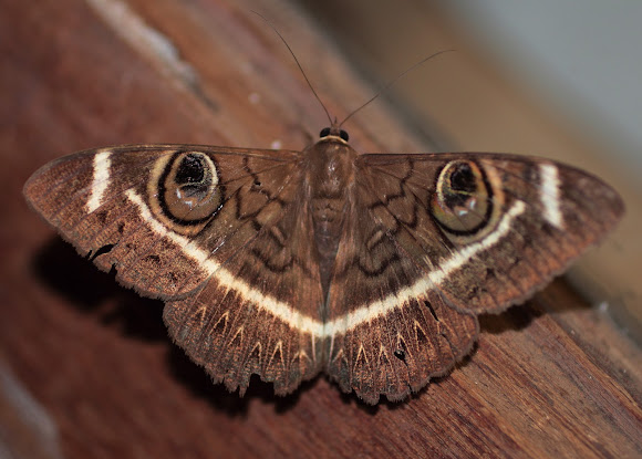 Cream-striped Owl moth | Project Noah