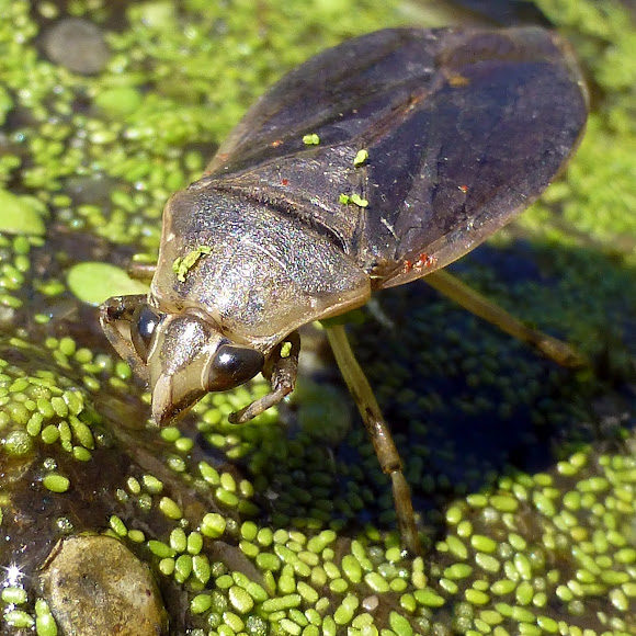 Giant Water Bug | Project Noah