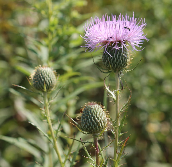 field thistle | Project Noah