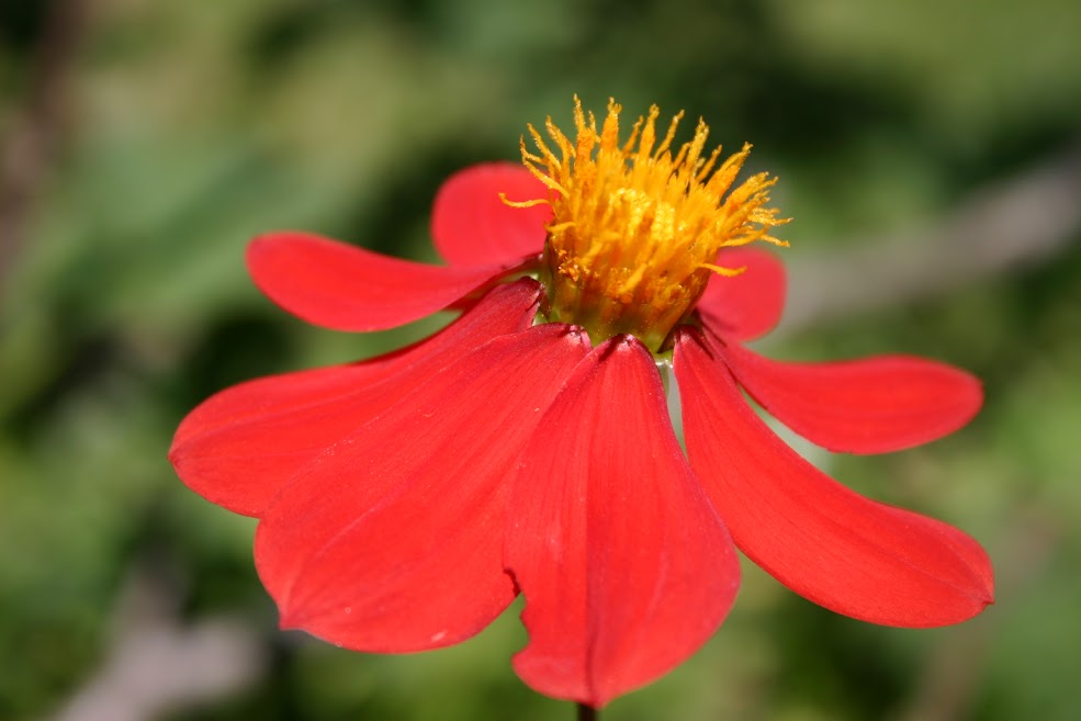 Flores | Project Noah