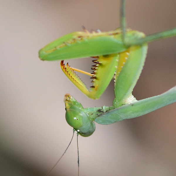 Giant Asian Mantis | Project Noah