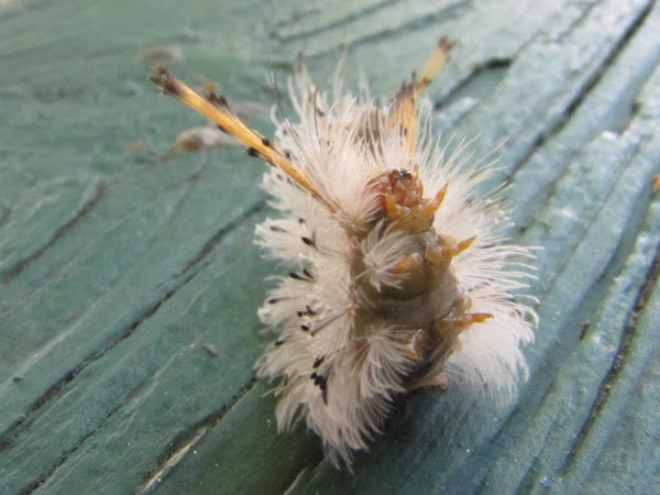 Southern Tussock Moth | Project Noah