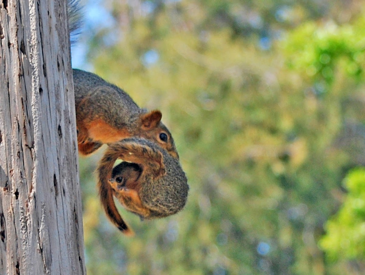 Fox squirrel | Project Noah