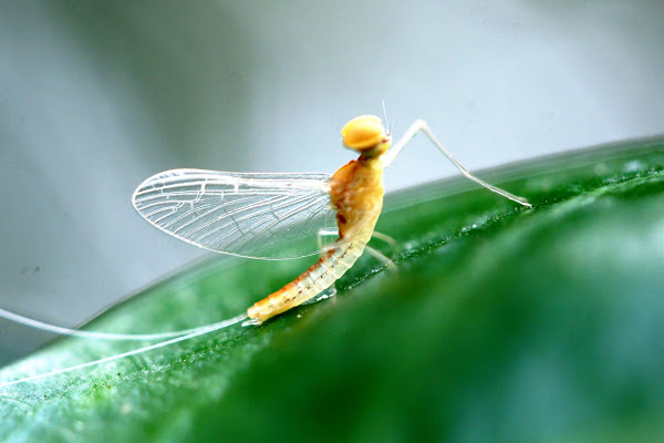 Mayfly or Shadfly | Project Noah