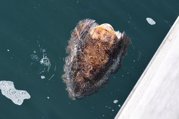 Australian Giant Cuttlefish (Dead) | Project Noah