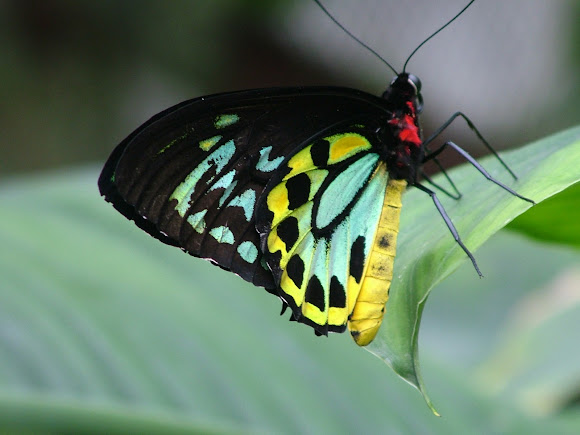 Goliath Birdwing | Project Noah