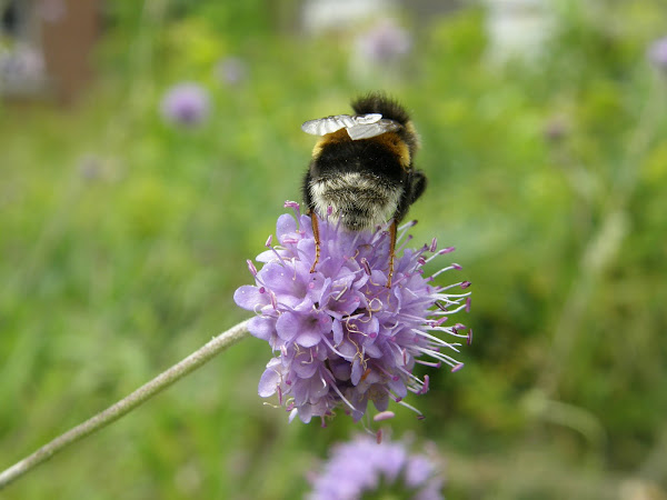 Devil's-bit Scabious | Project Noah